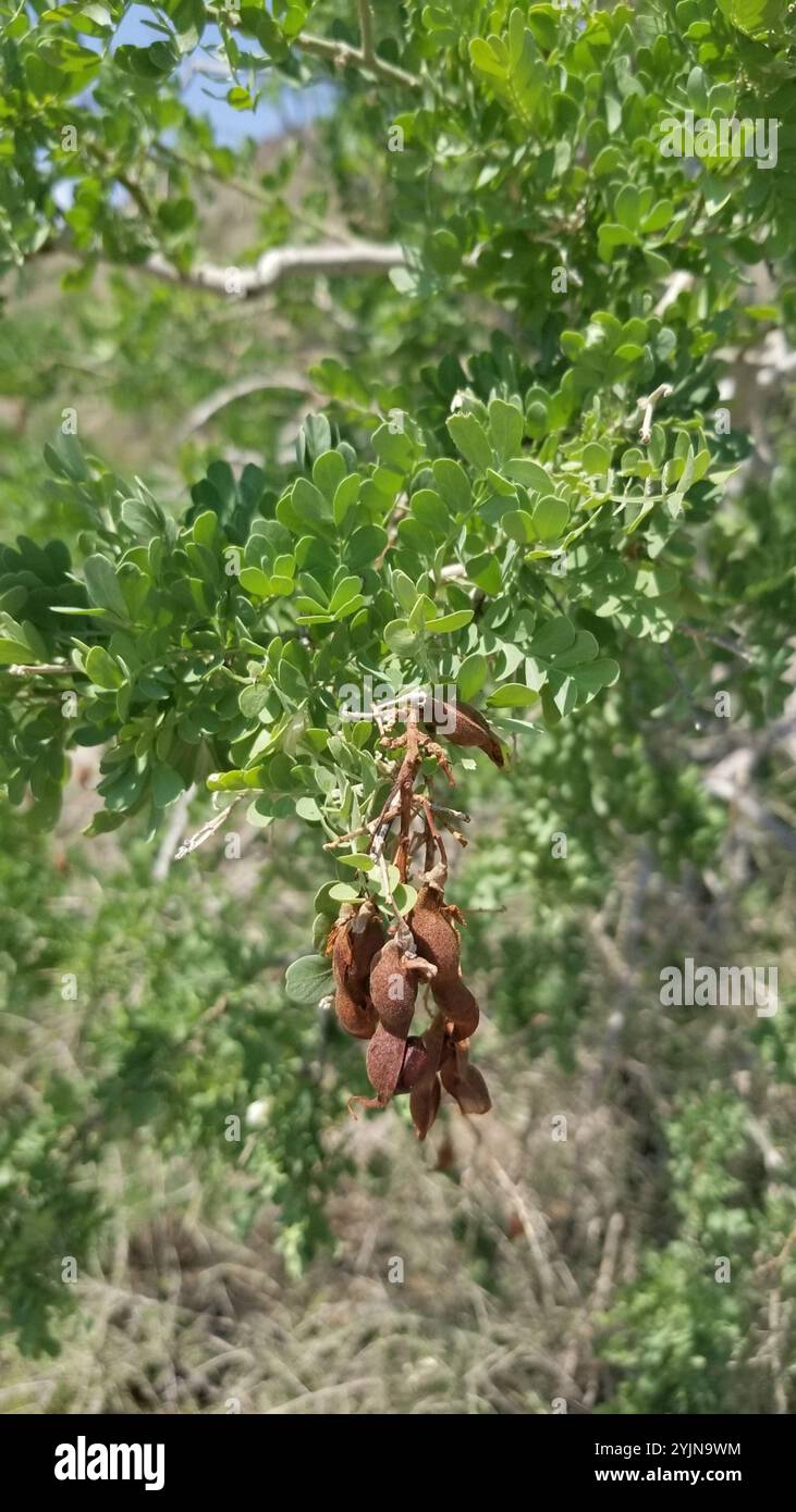 desert ironwood (Olneya tesota Stock Photo - Alamy