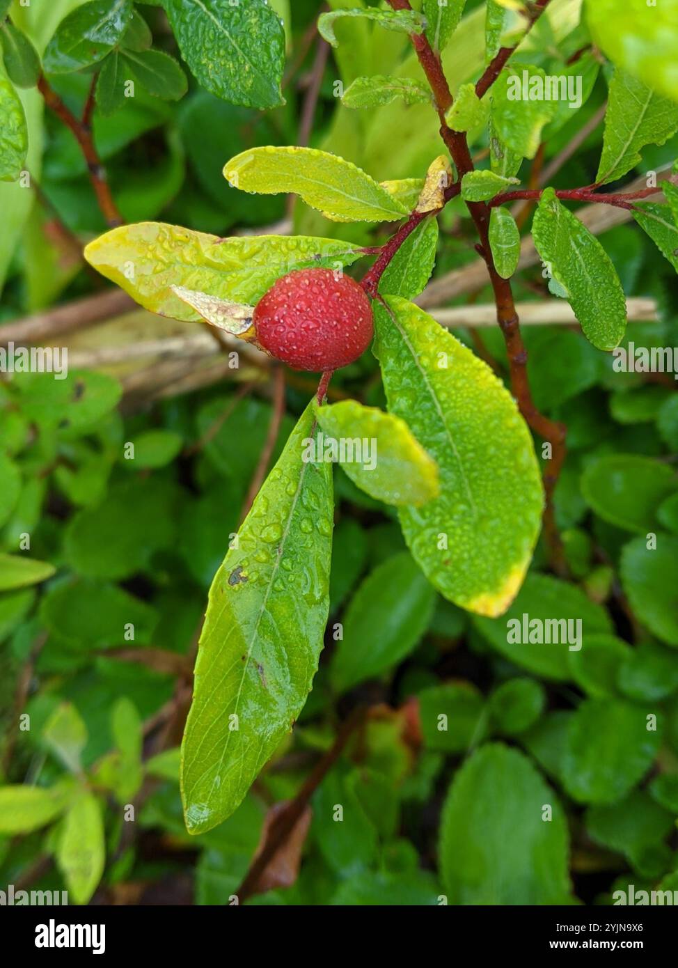 Willow Apple Gall Sawfly (Euura californica Stock Photo - Alamy