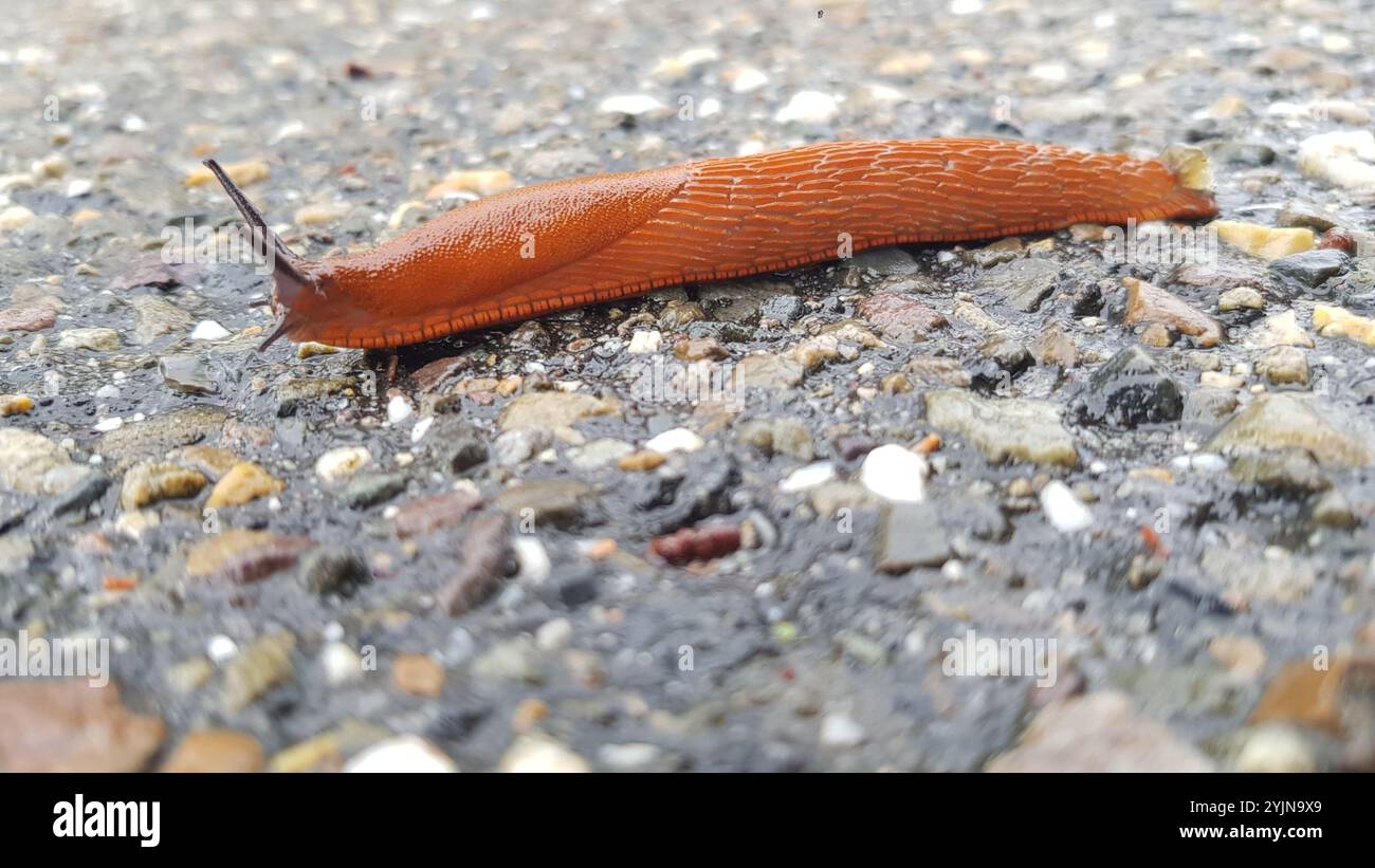 Spanish Slug (Arion vulgaris Stock Photo - Alamy