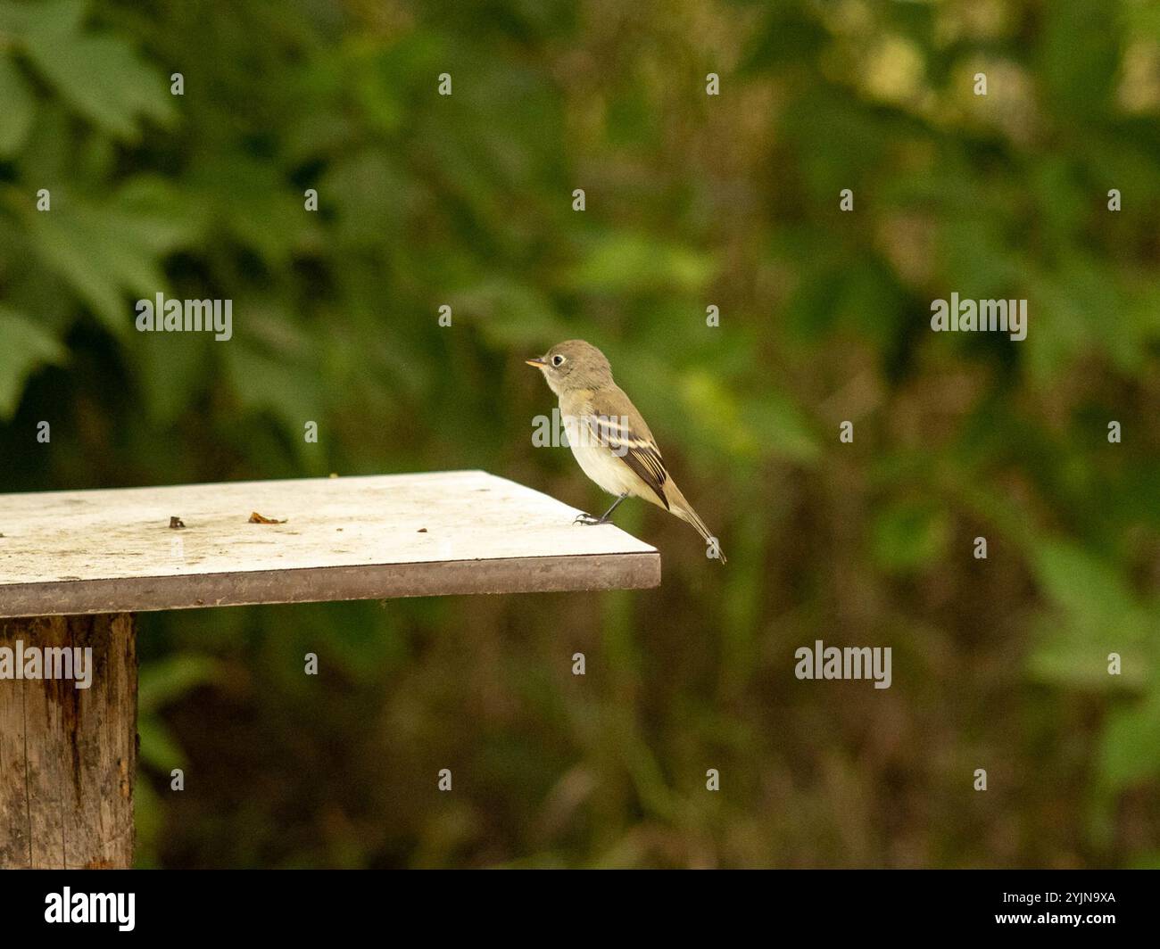 Empidonax Flycatchers (Empidonax Stock Photo - Alamy