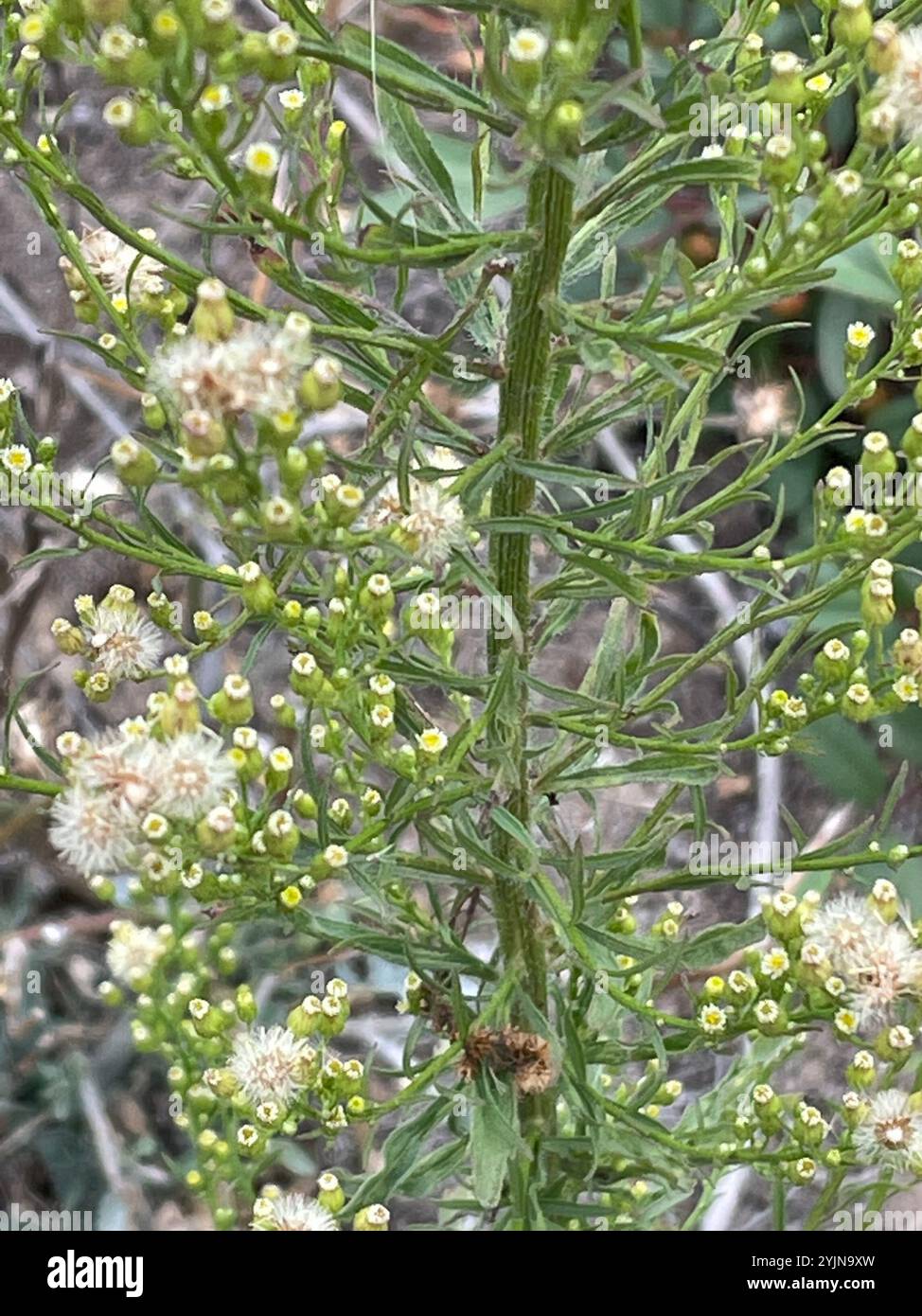 horseweed (Erigeron canadensis Stock Photo - Alamy