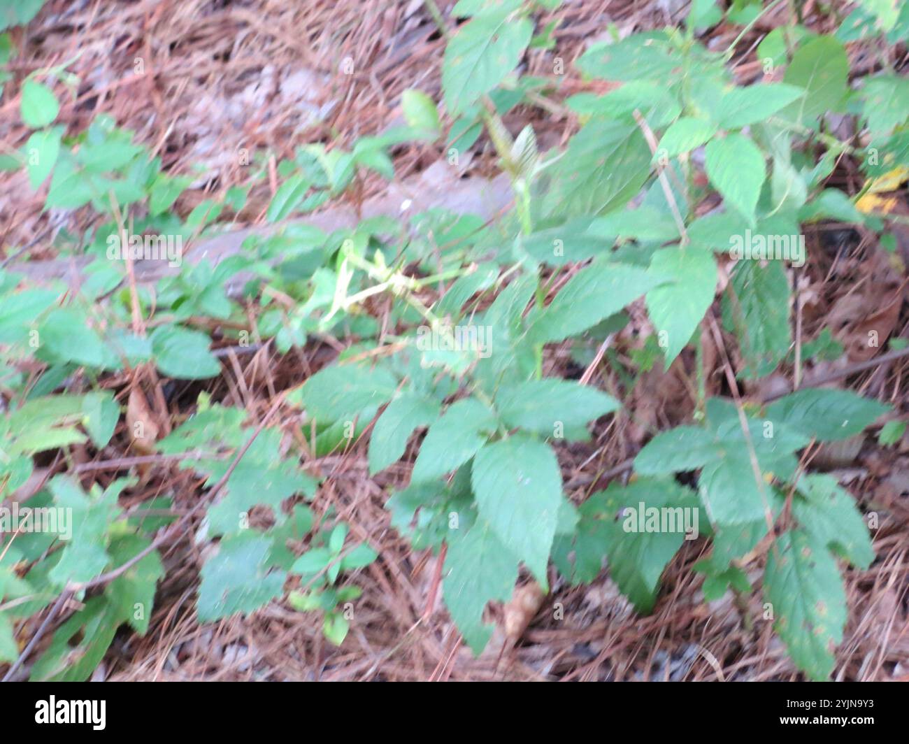 Pennsylvania Blackberry (Rubus pensilvanicus Stock Photo - Alamy