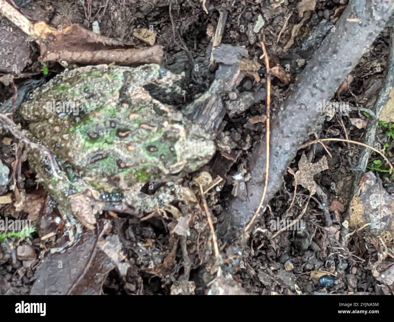 Northern Cricket Frog (Acris crepitans Stock Photo - Alamy