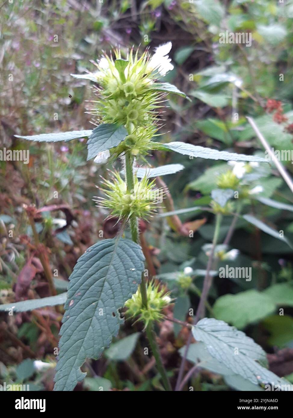 Common hemp-nettle (Galeopsis tetrahit Stock Photo - Alamy