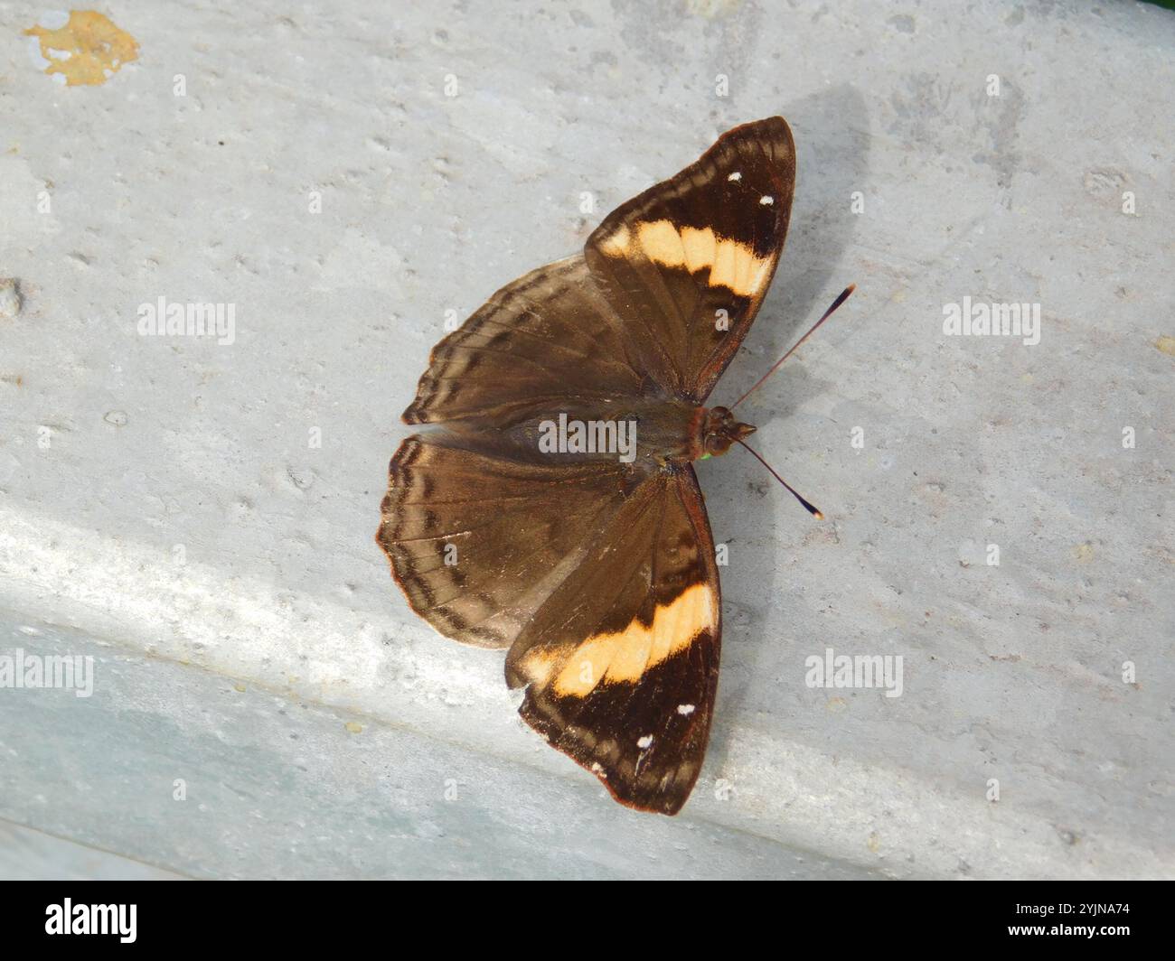 Agathina hi-res stock photography and images - Alamy