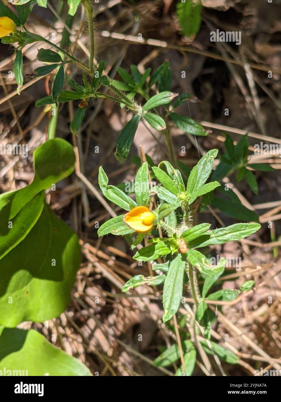 sidebeak pencilflower (Stylosanthes biflora Stock Photo - Alamy