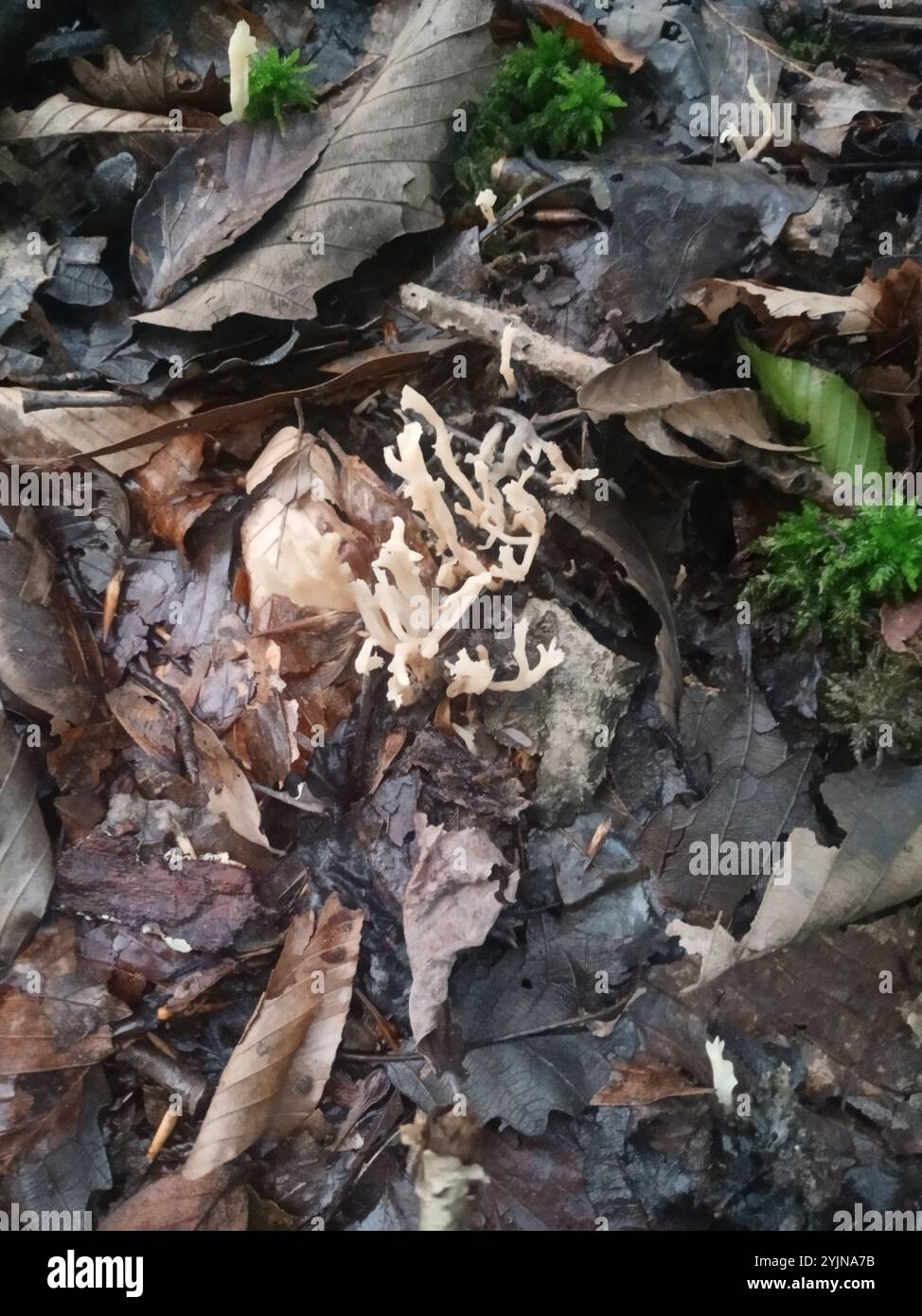 Smoky Spindles (Clavaria fumosa Stock Photo - Alamy