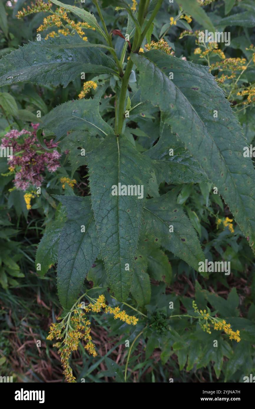 False Indian Plantain (Hasteola suaveolens Stock Photo - Alamy