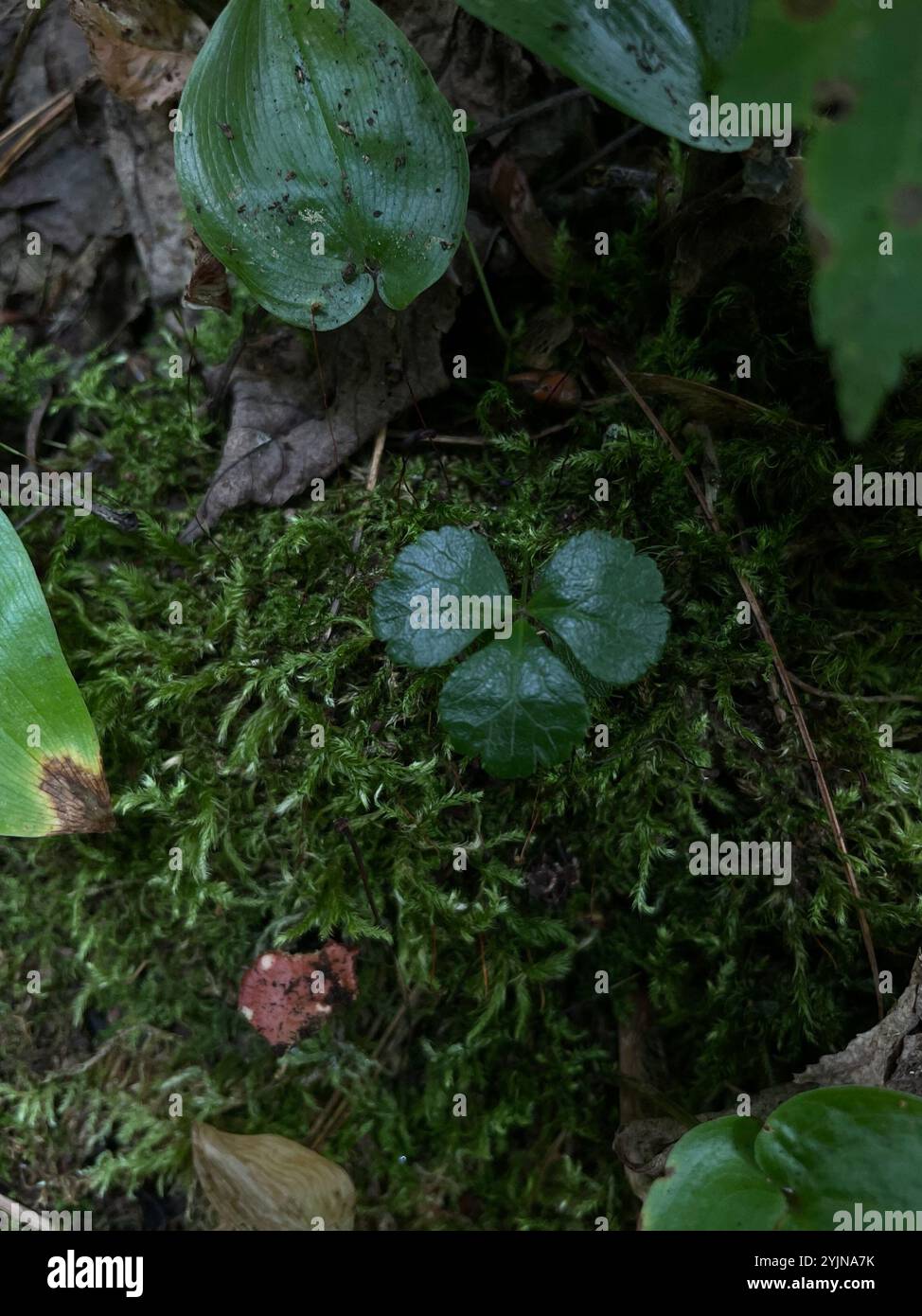 Threeleaf goldthread hi-res stock photography and images - Alamy