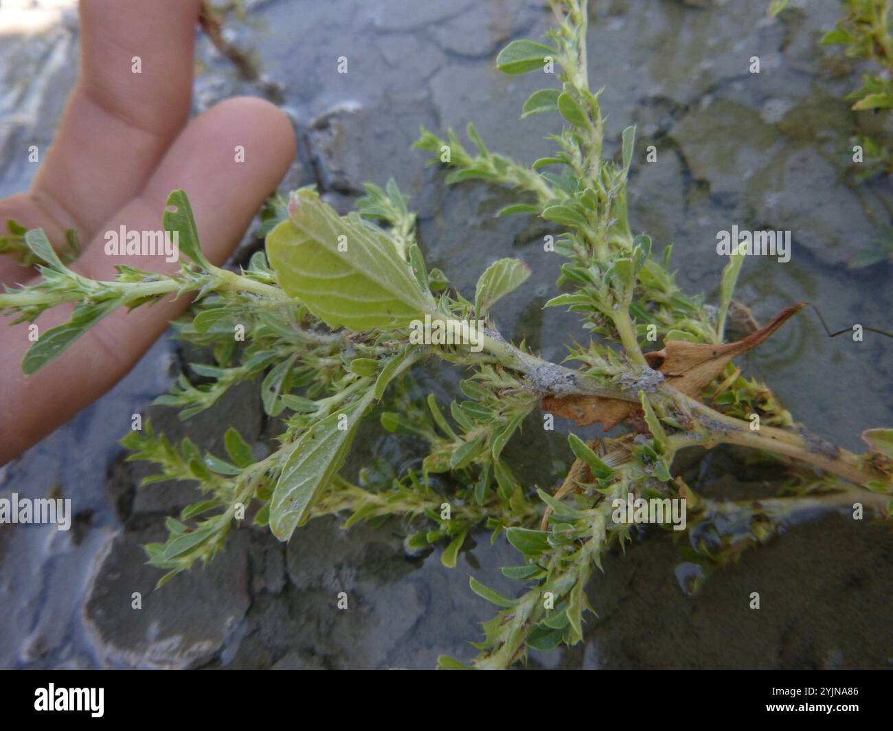 prostrate pigweed (Amaranthus albus Stock Photo - Alamy