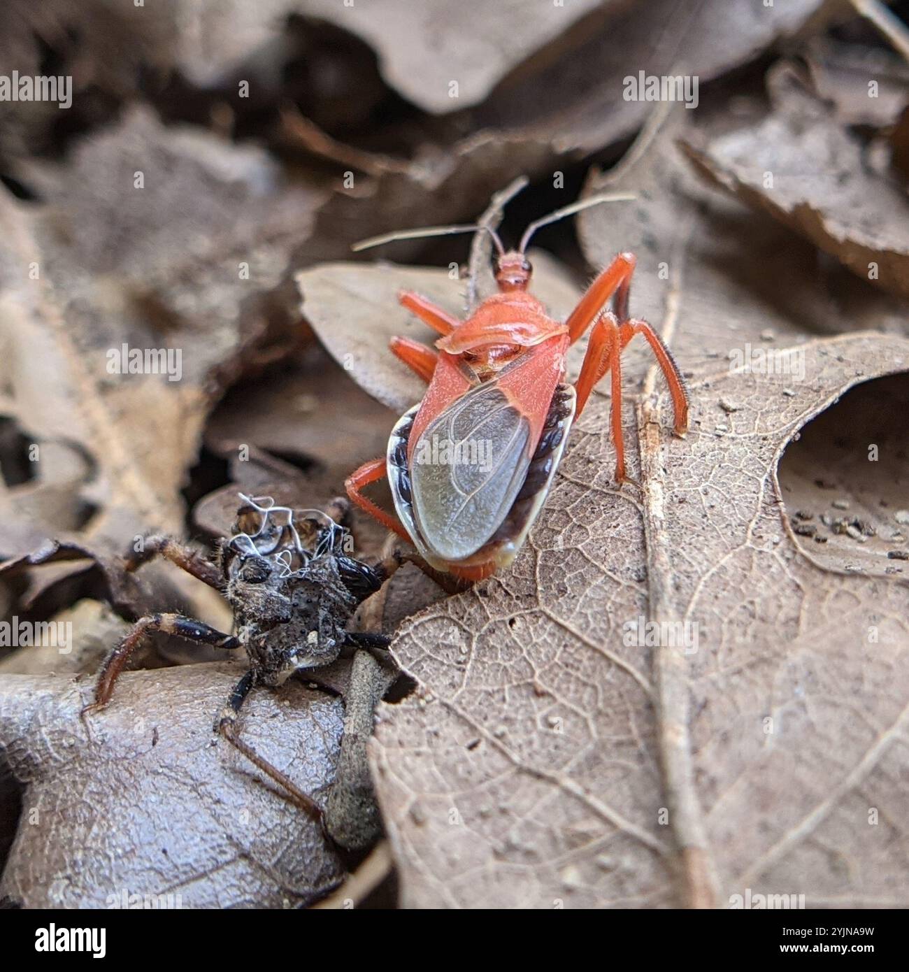 Plains Bee Assassin (Apiomerus spissipes Stock Photo - Alamy