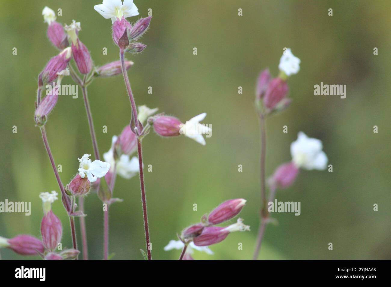 evening lychnis (Silene latifolia alba Stock Photo - Alamy