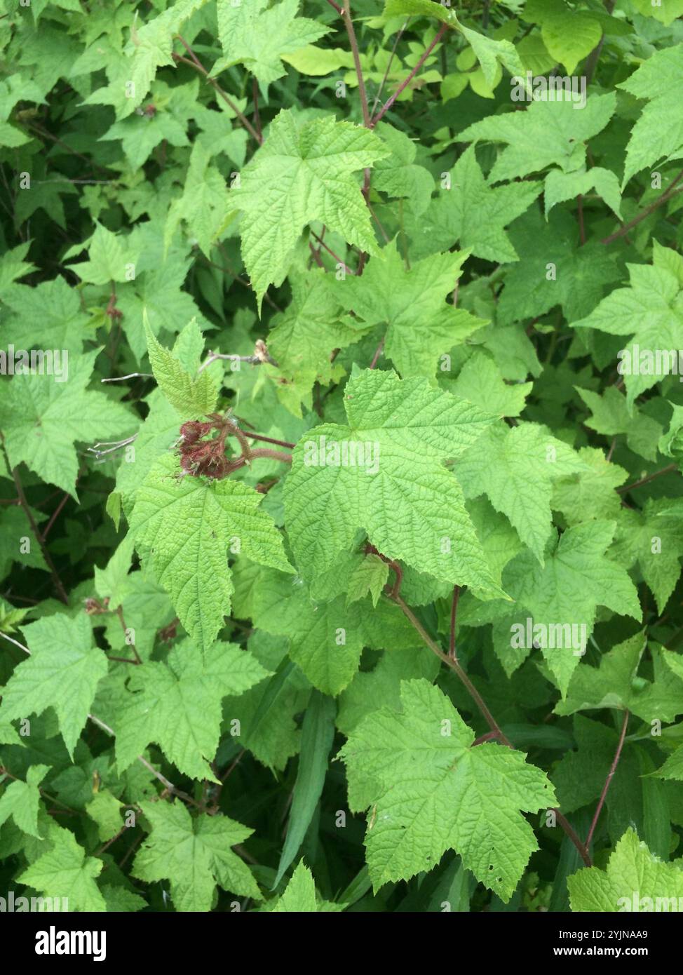 purple-flowered raspberry (Rubus odoratus Stock Photo - Alamy