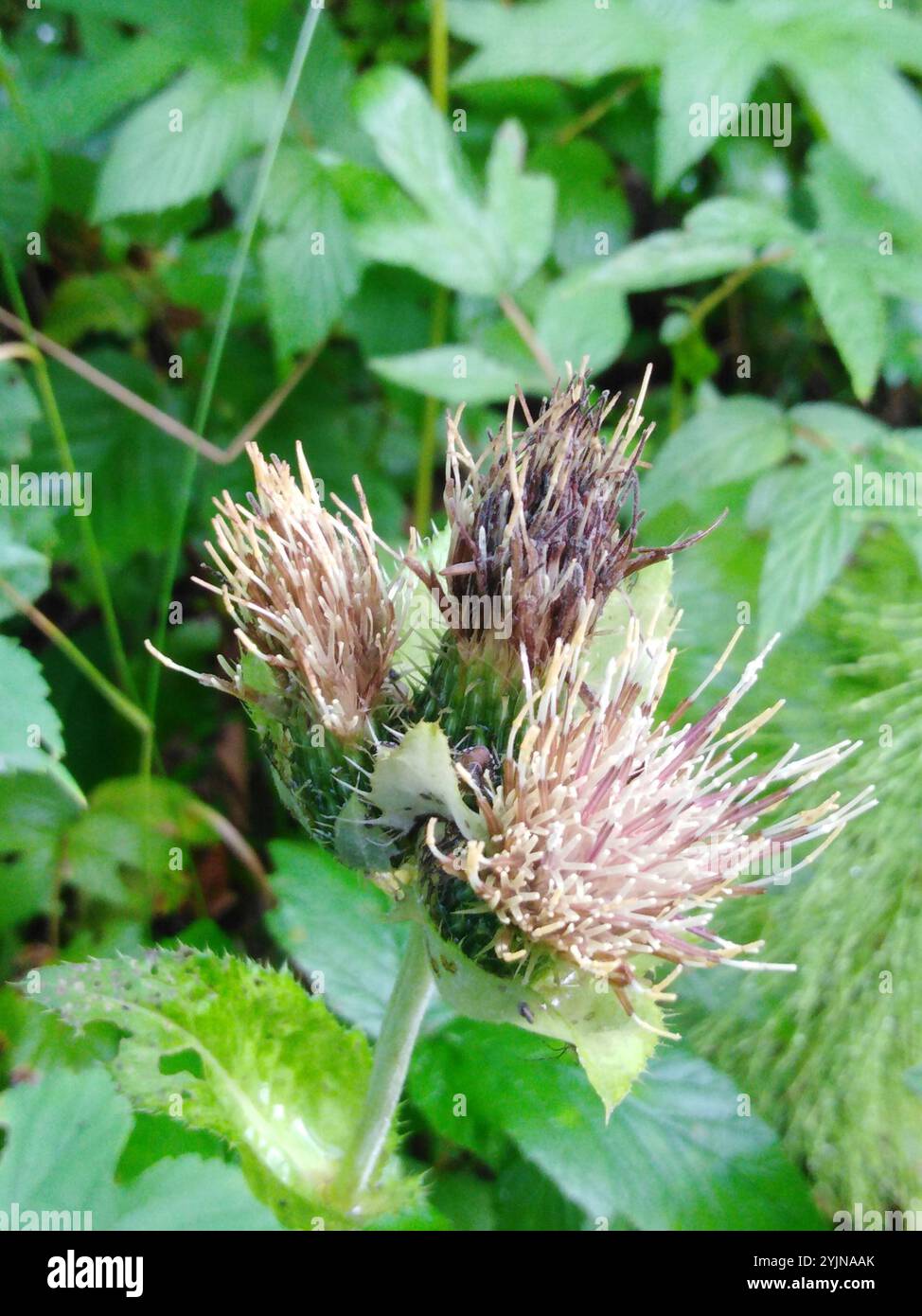Cabbage Thistle (Cirsium oleraceum Stock Photo - Alamy