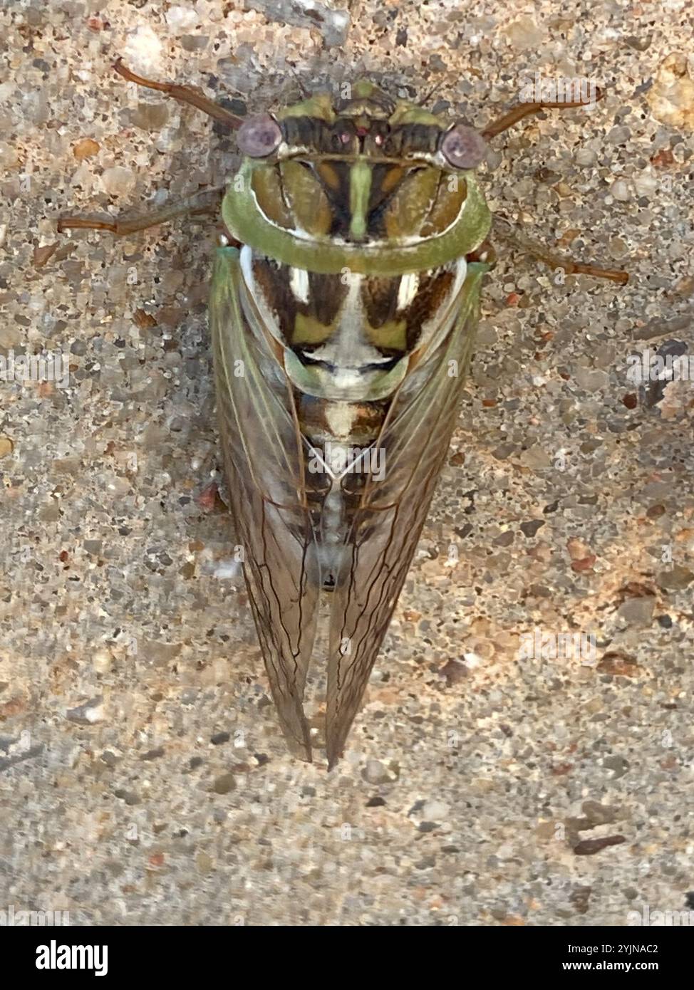 Plains Cicada (Megatibicen dealbatus Stock Photo - Alamy