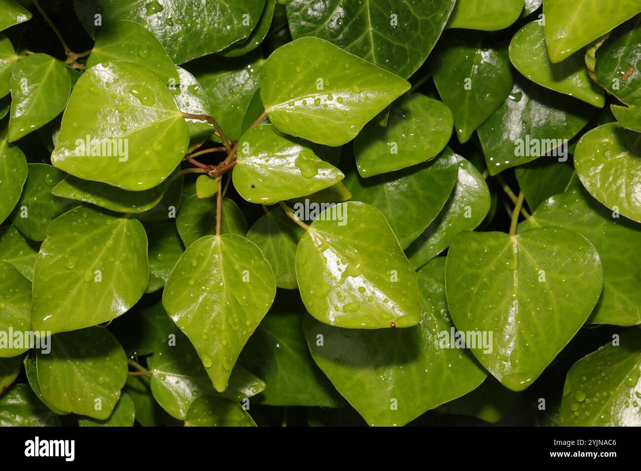 Persian Ivy (Hedera colchica Stock Photo - Alamy