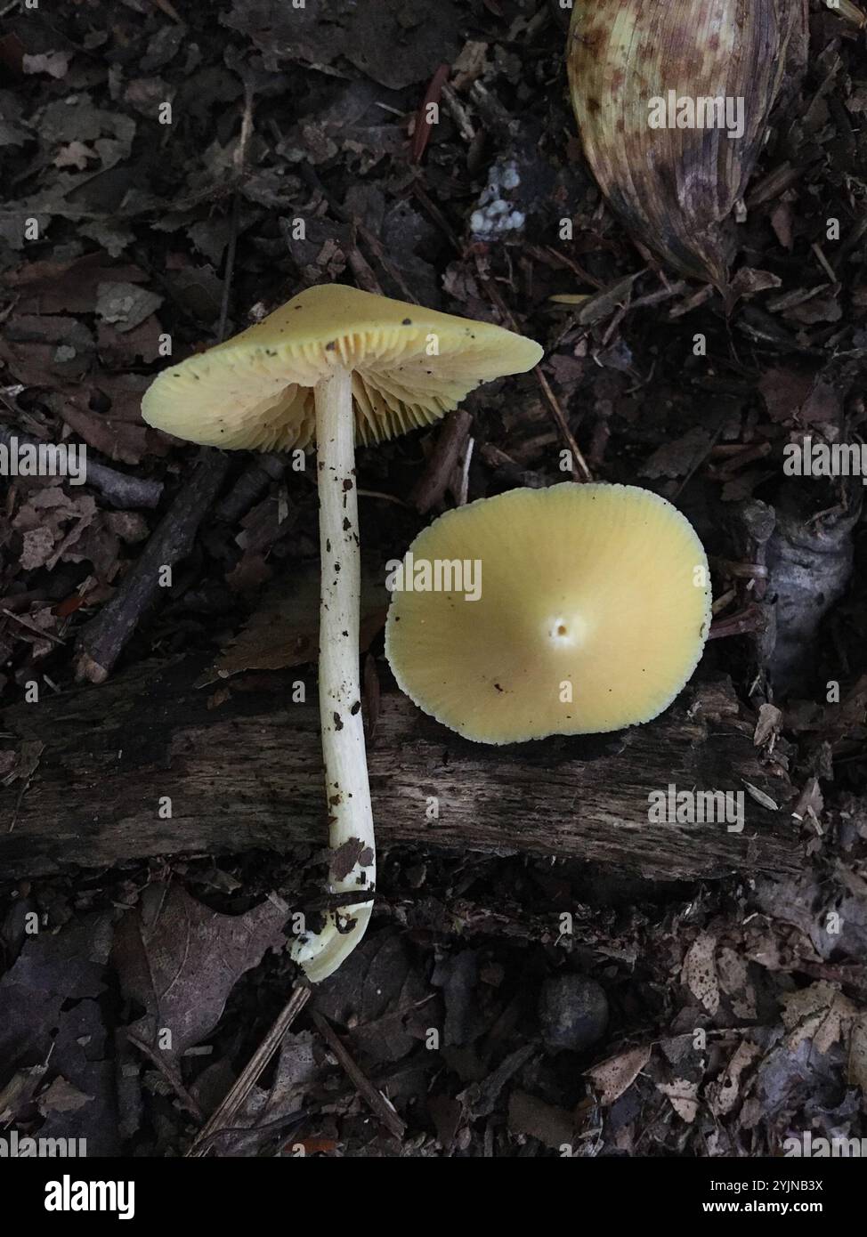 Yellow Unicorn Entoloma (Entoloma murrayi Stock Photo - Alamy
