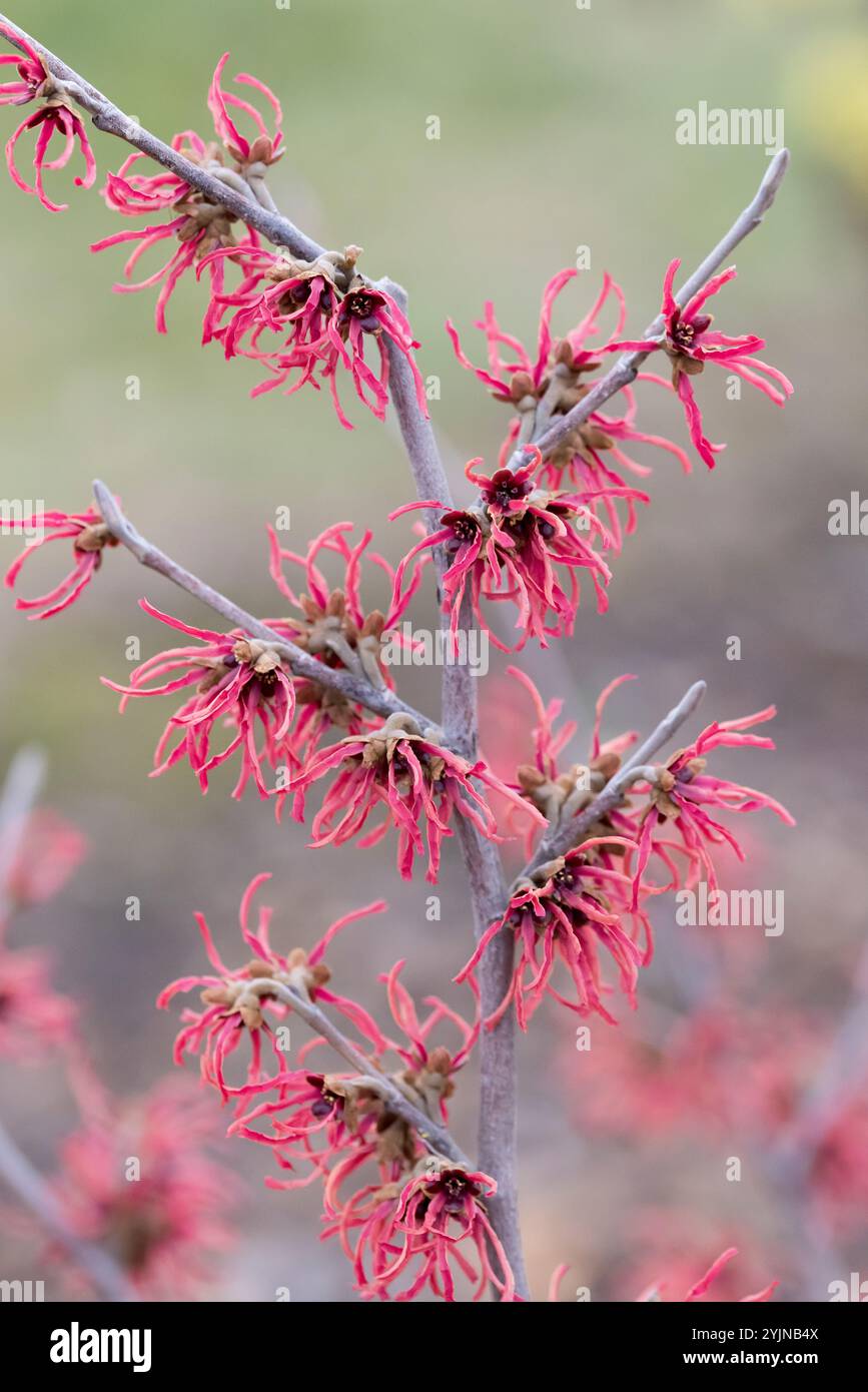 Hamamelis intermedia rubra superba hi-res stock photography and images ...