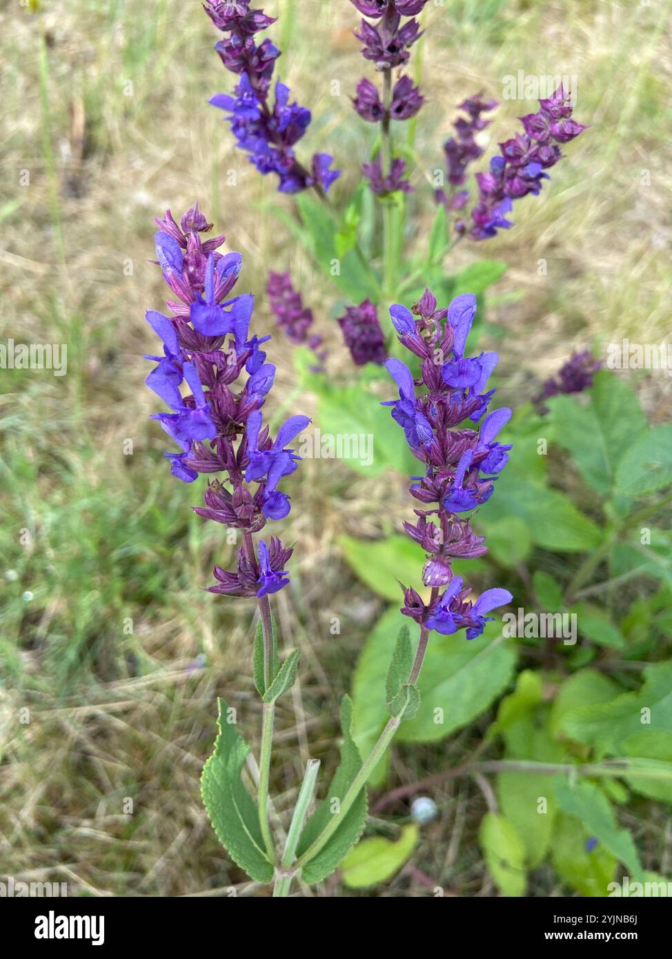 Purple Wood Sage (Salvia nemorosa Stock Photo - Alamy