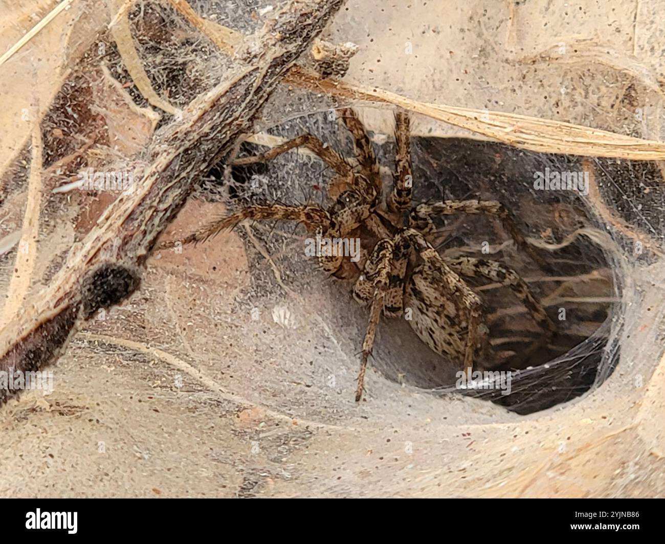 Wolf Spiders (Lycosidae Stock Photo - Alamy