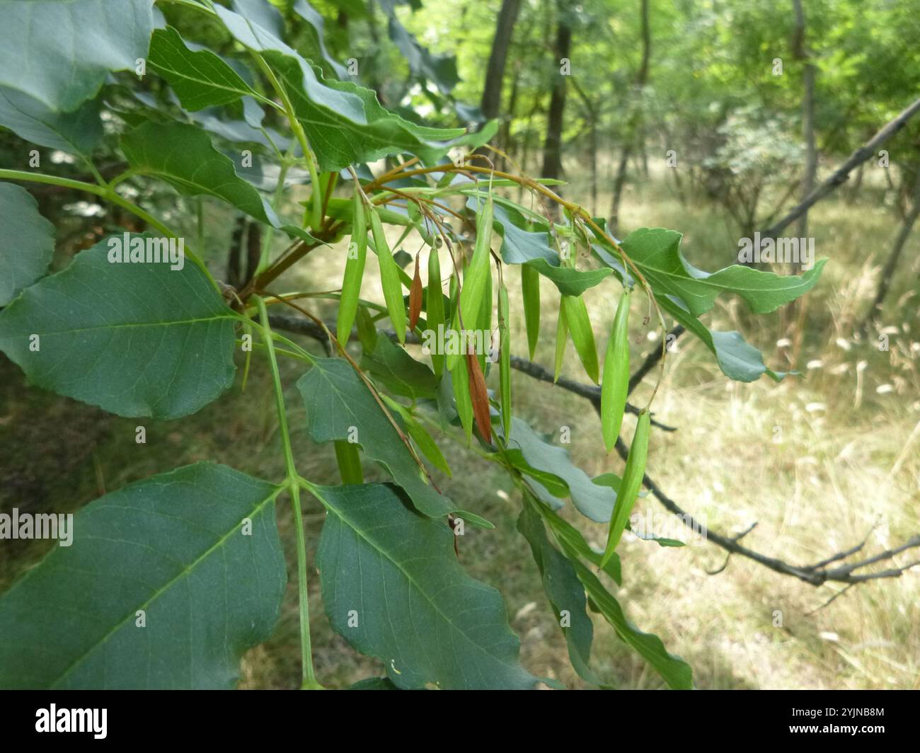 Manna ash (Fraxinus ornus Stock Photo - Alamy