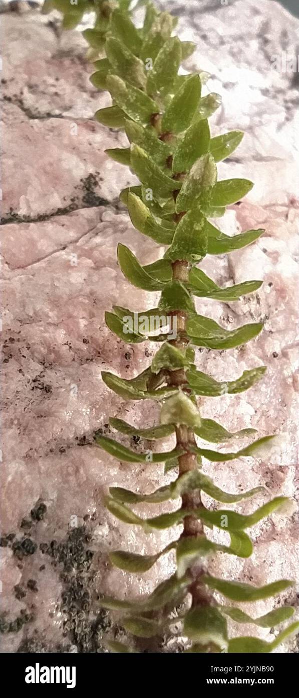 Canadian elodea waterweed hi-res stock photography and images - Alamy