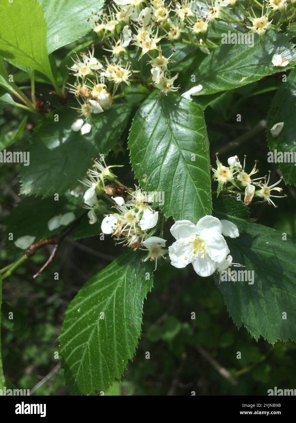 Large-thorn hawthorn (Crataegus macracantha Stock Photo - Alamy