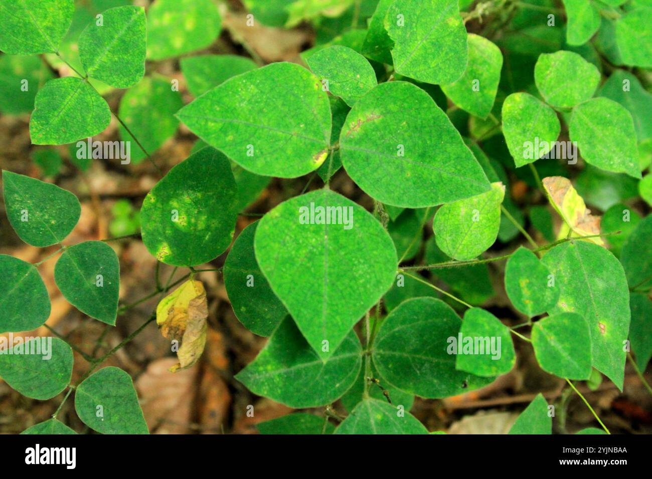 American hog-peanut (Amphicarpaea bracteata Stock Photo - Alamy