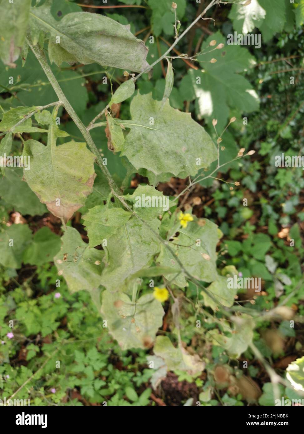nipplewort (Lapsana communis Stock Photo - Alamy
