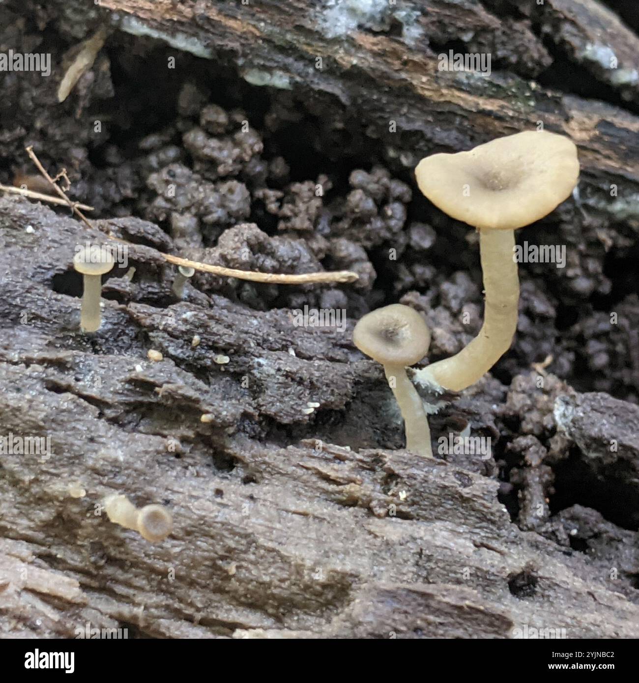 Basidiomycete Fungi (Basidiomycota Stock Photo - Alamy