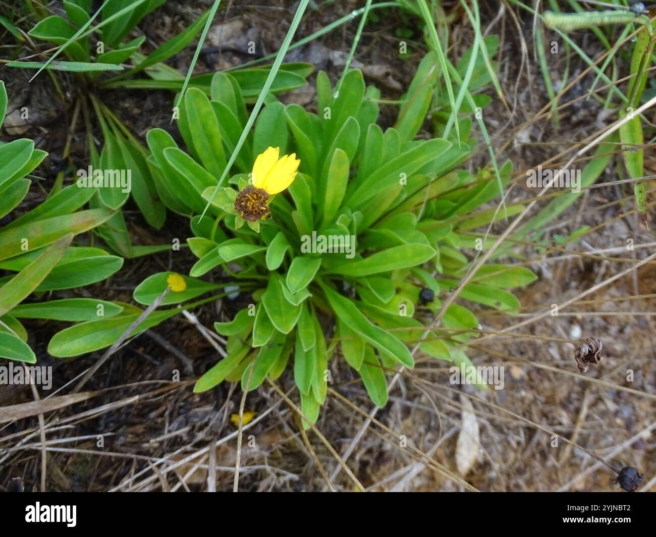 Lance-leaved Coreopsis (Coreopsis lanceolata Stock Photo - Alamy
