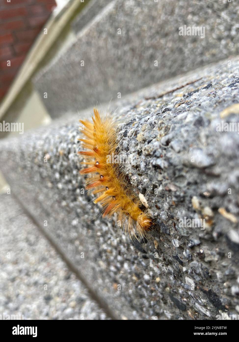 Sycamore Moth (Acronicta aceris Stock Photo - Alamy