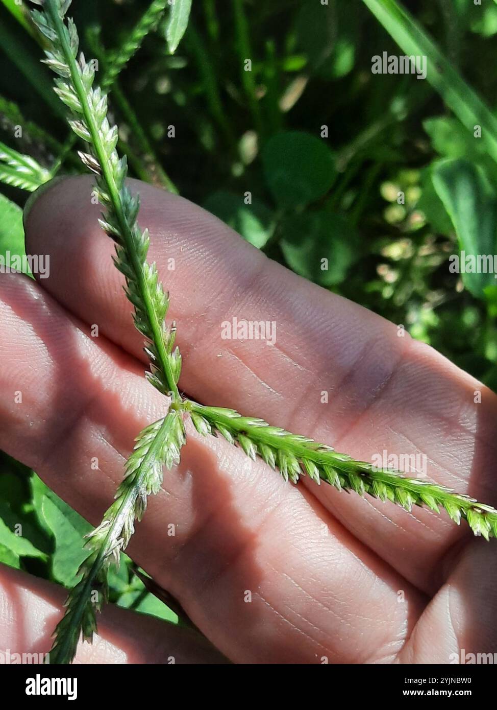 Eleusine indica hi-res stock photography and images - Alamy