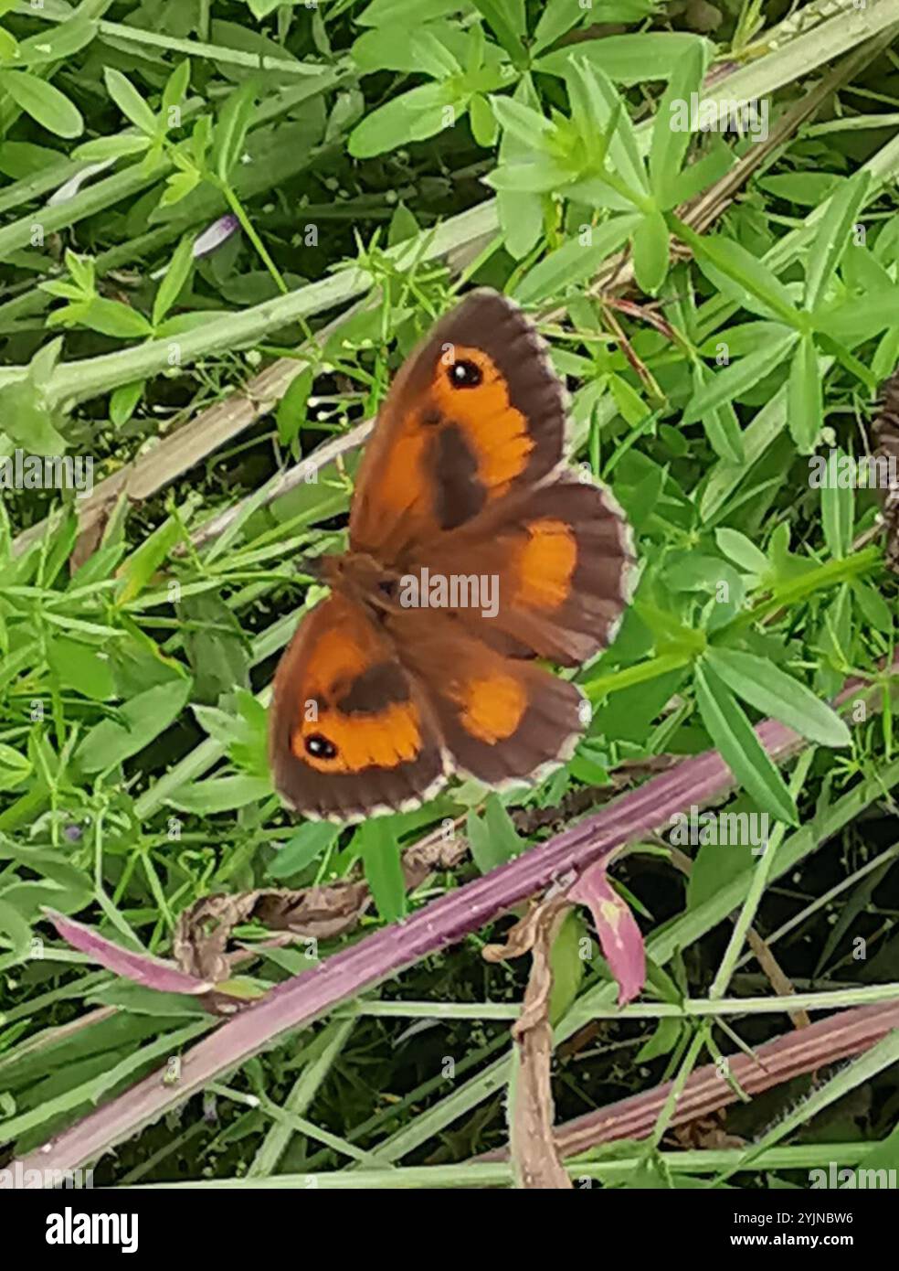 Gatekeeper (Pyronia tithonus Stock Photo - Alamy