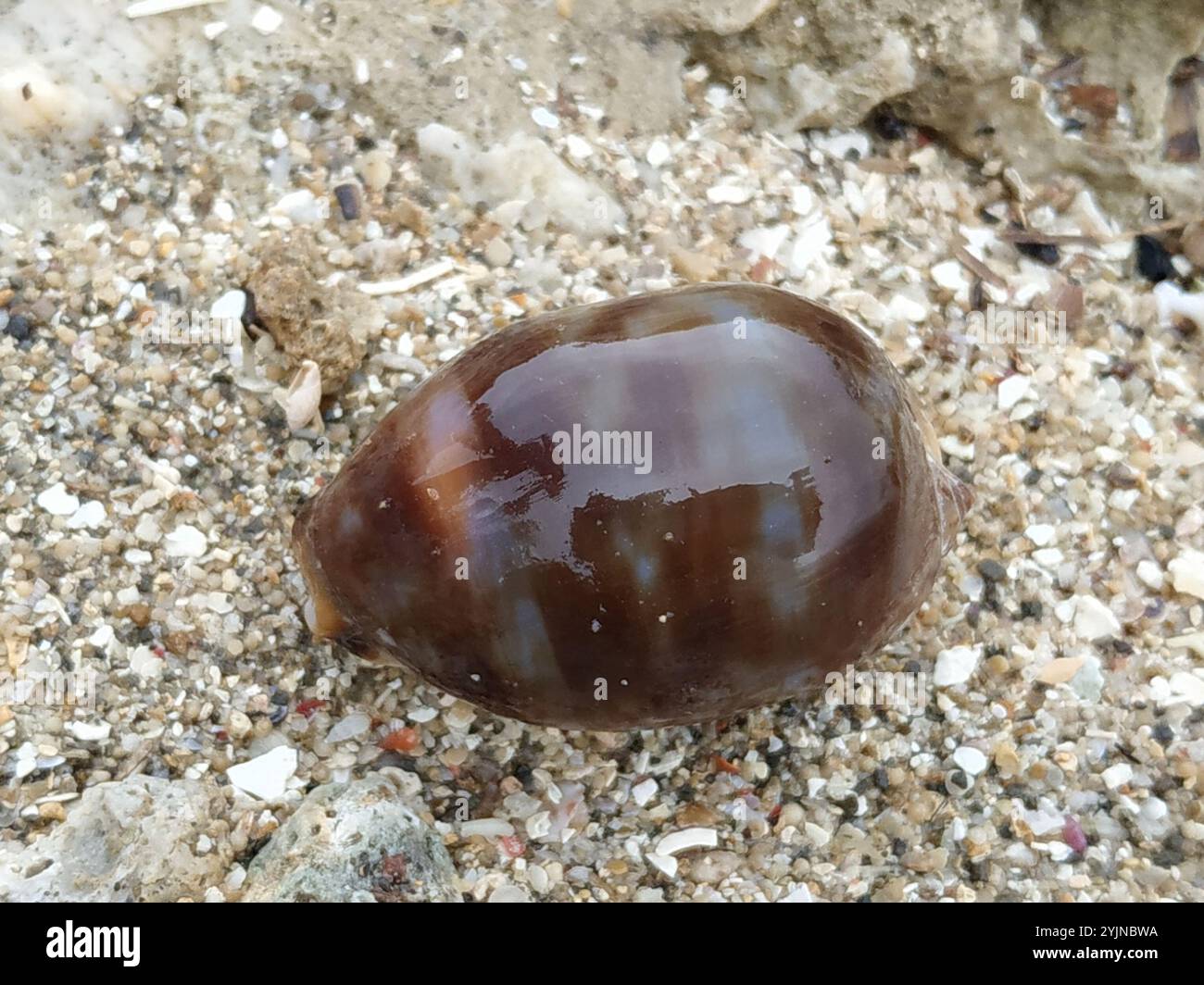 Arabian Cowry (Mauritia arabica Stock Photo - Alamy