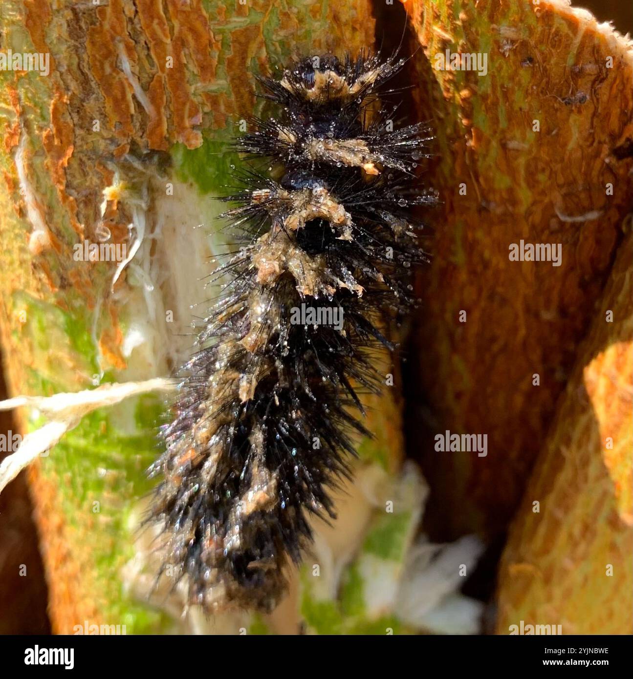 Giant Leopard Moth (Hypercompe scribonia Stock Photo - Alamy