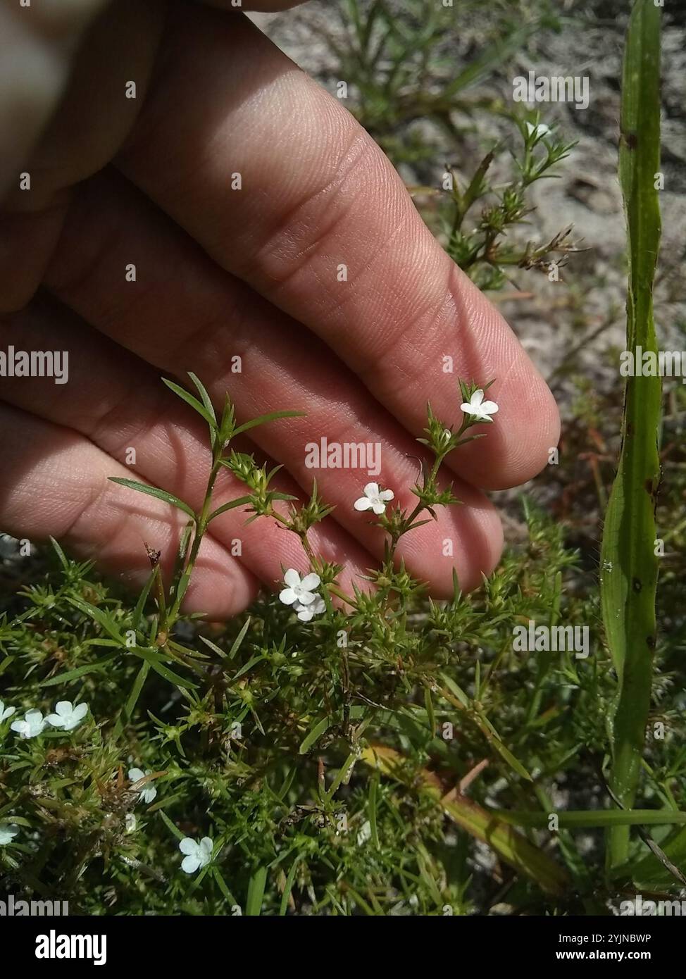 Rust Weed (Polypremum procumbens Stock Photo - Alamy