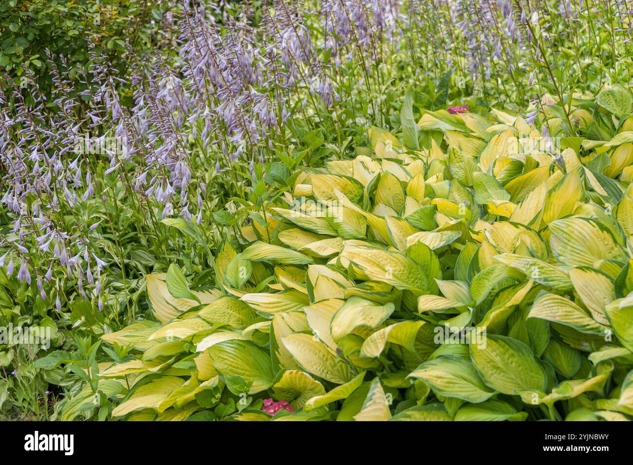 Funkie, Hosta Stained Glass Stock Photo - Alamy