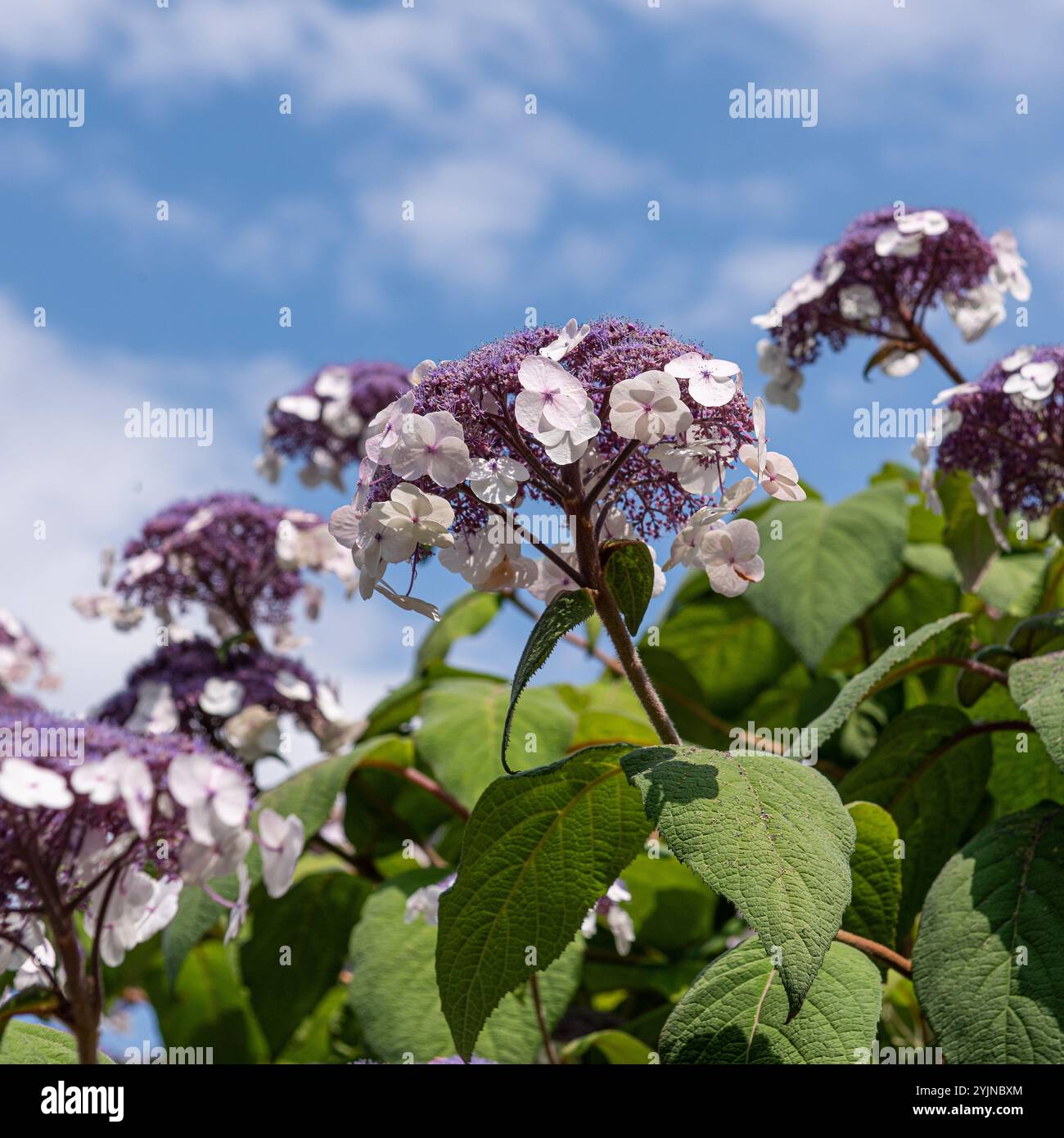 Samt-Hortensie, Hydrangea aspera Macrophylla,, Velvet hydrangea Stock ...