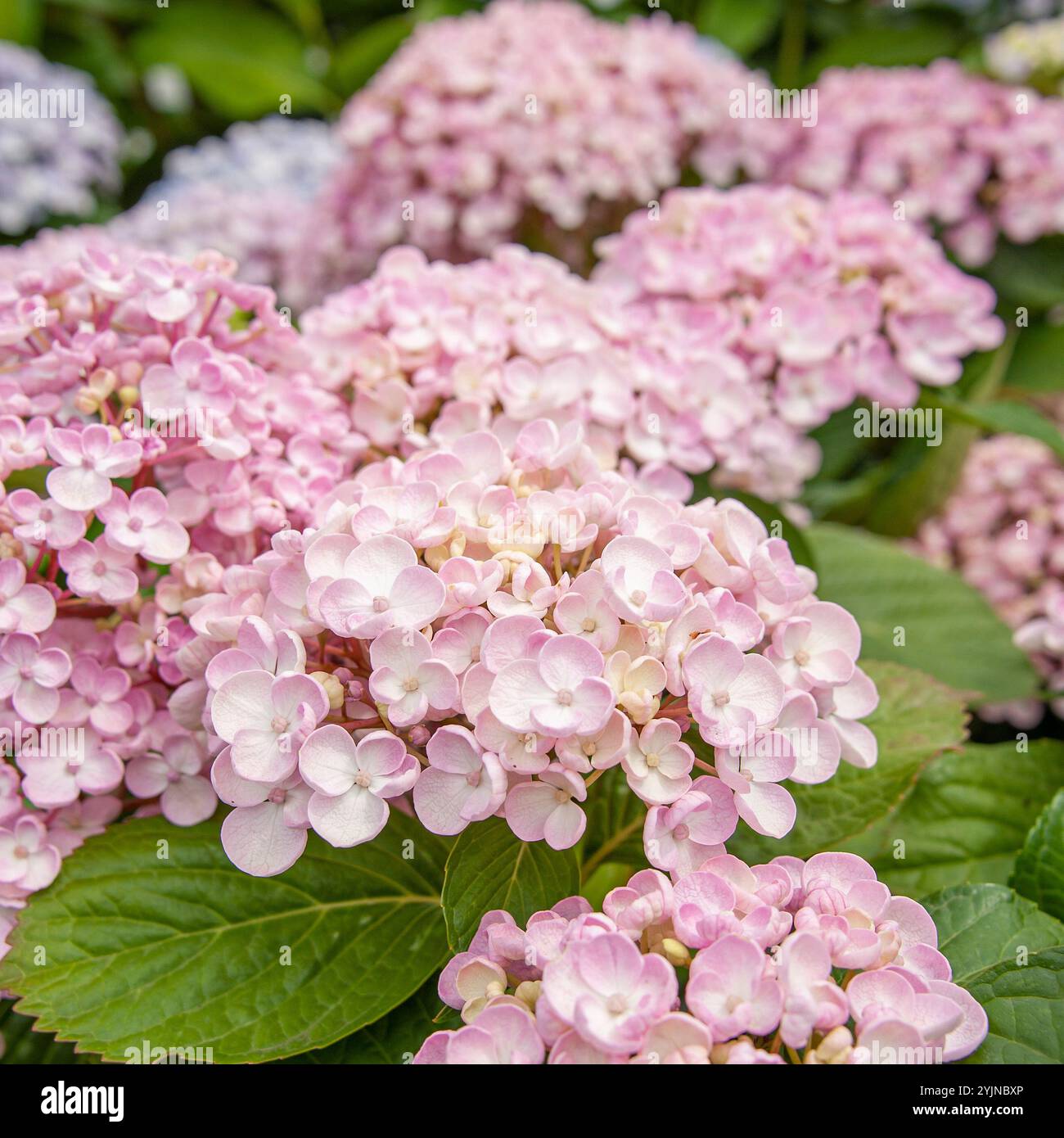 Garten-Hortensie, Hydrangea macrophylla Ayesha,, Garden hydrangea Stock ...