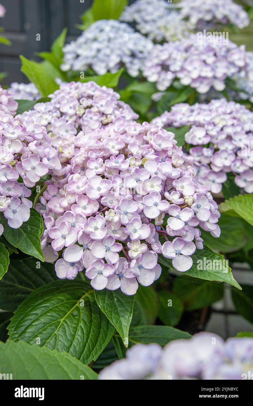 Garten-Hortensie, Hydrangea macrophylla Ayesha,, Garden hydrangea Stock Photo - Alamy