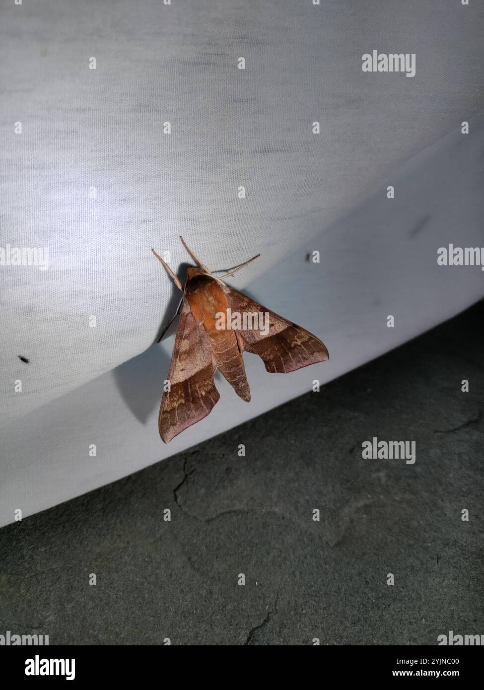 Azalea Sphinx (Darapsa choerilus Stock Photo - Alamy