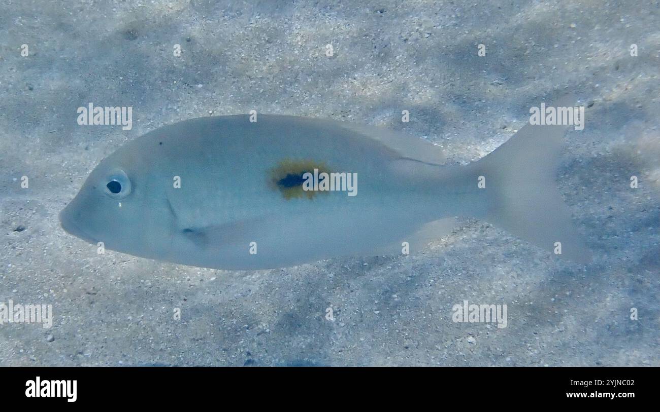 Thumbprint Emperor (Lethrinus harak Stock Photo - Alamy