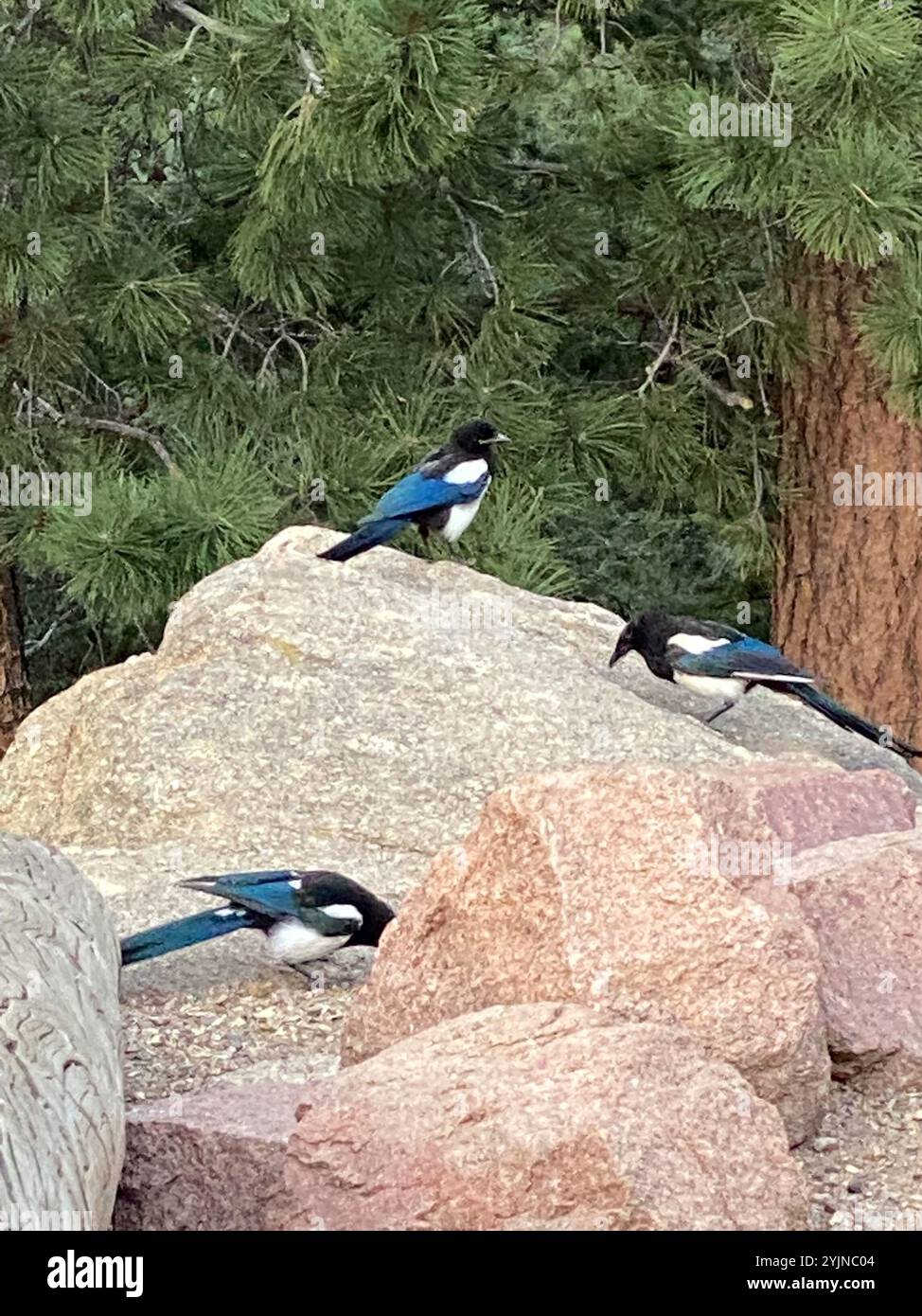 Black-billed Magpie (Pica hudsonia Stock Photo - Alamy