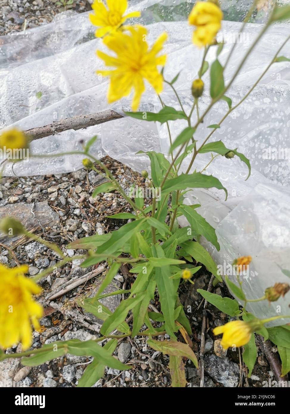 narrow-leaved hawksbeard (Crepis tectorum Stock Photo - Alamy