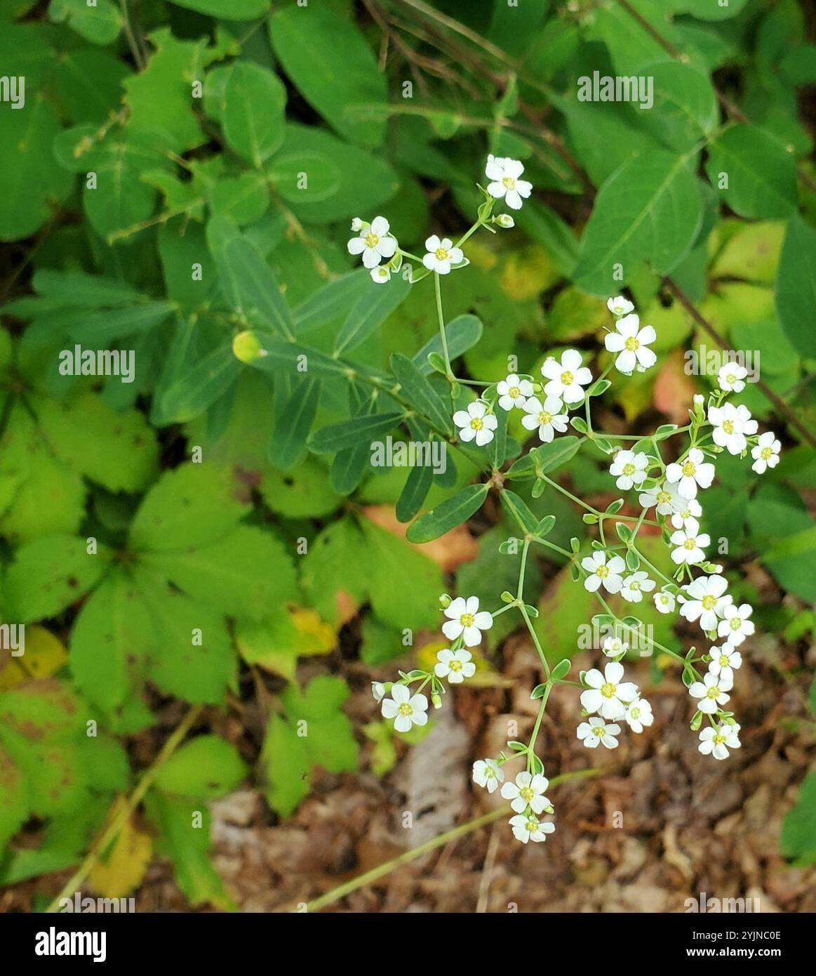 flowering spurge (Euphorbia corollata Stock Photo - Alamy