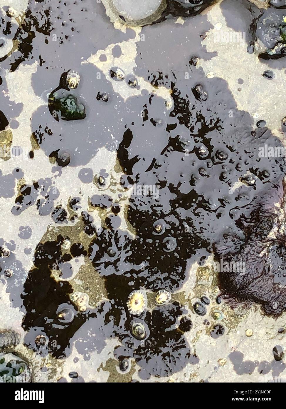 encrusting red algae (Mastocarpus Stock Photo - Alamy