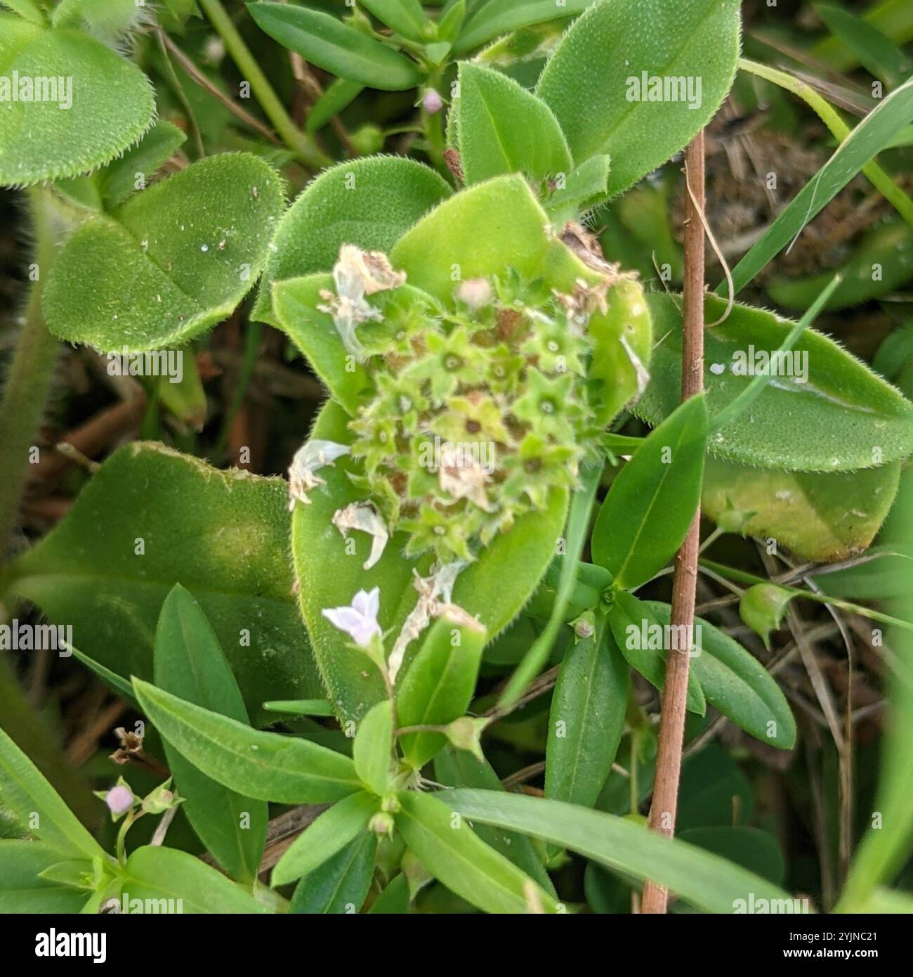 Tropical Mexican Clover (Richardia brasiliensis Stock Photo - Alamy