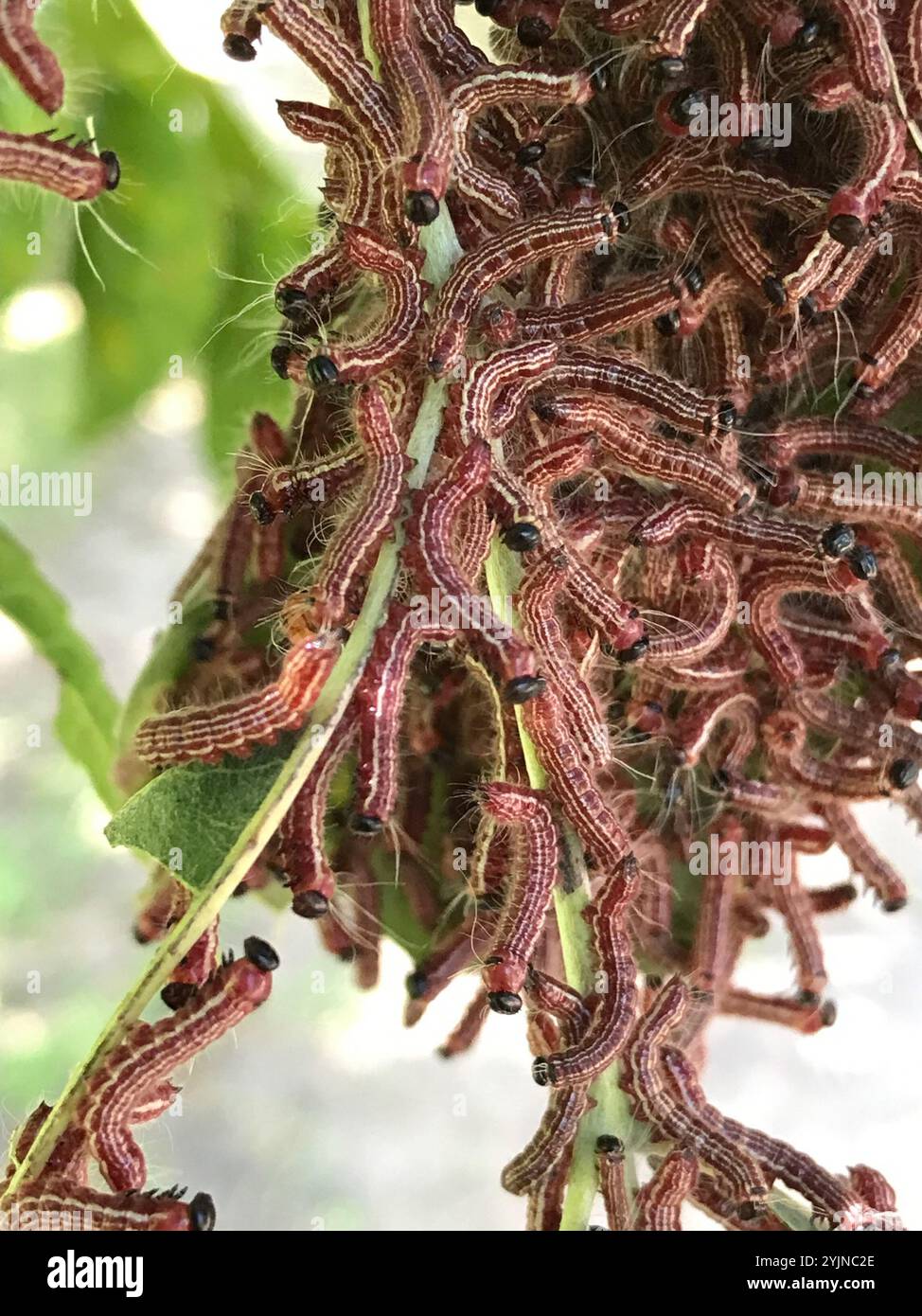 Walnut Caterpillar Moth (Datana integerrima Stock Photo - Alamy