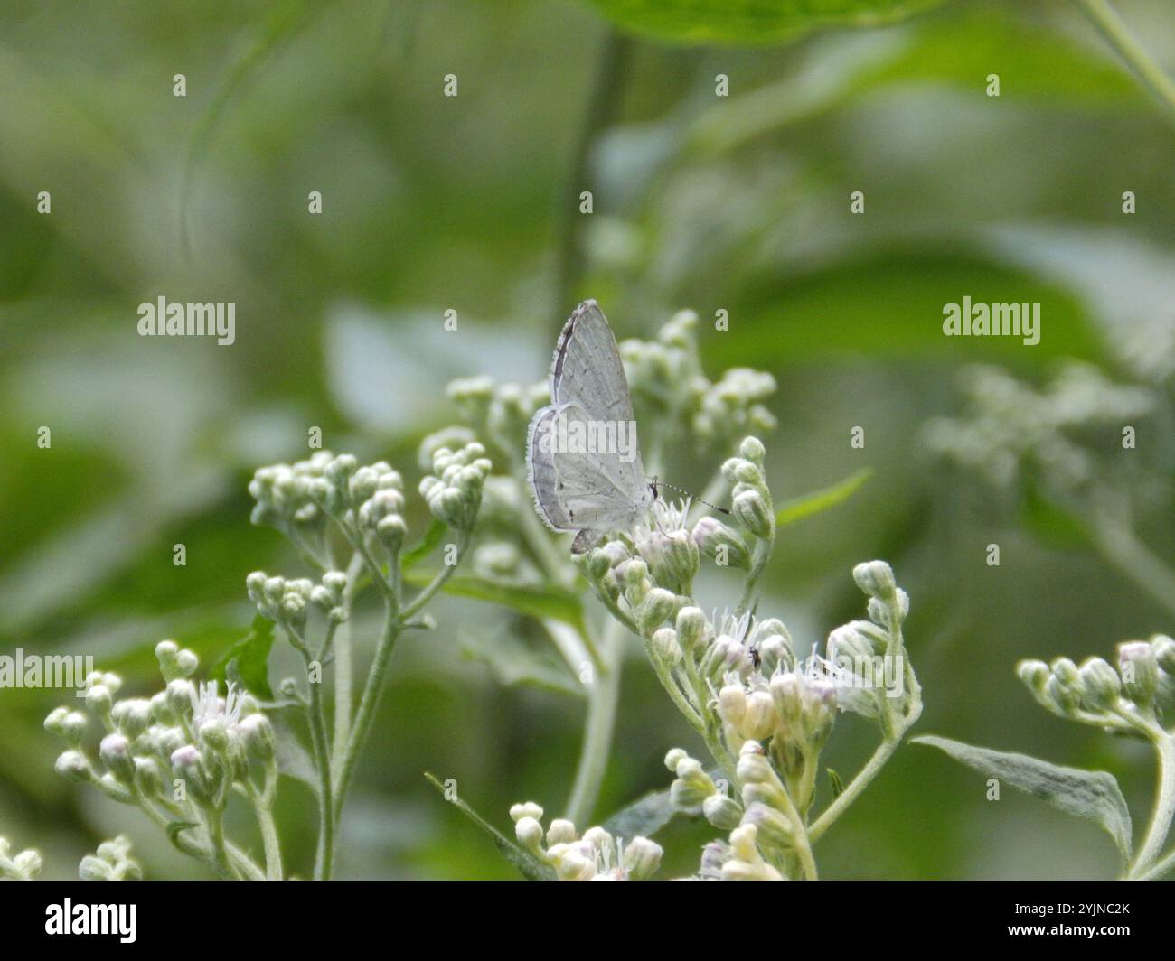 Summer Azure (Celastrina neglecta Stock Photo - Alamy